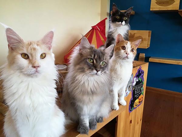 9 คาเฟ่แมวในกรุงเทพฯ จุดนัดพบของบรรดาทาสแมว