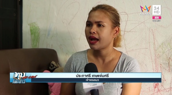 แมวเจอมือปริศนาใช้มีดกรีดหัว เย็บกว่า 30 เข็ม - ร้องครางสุดเวทนา